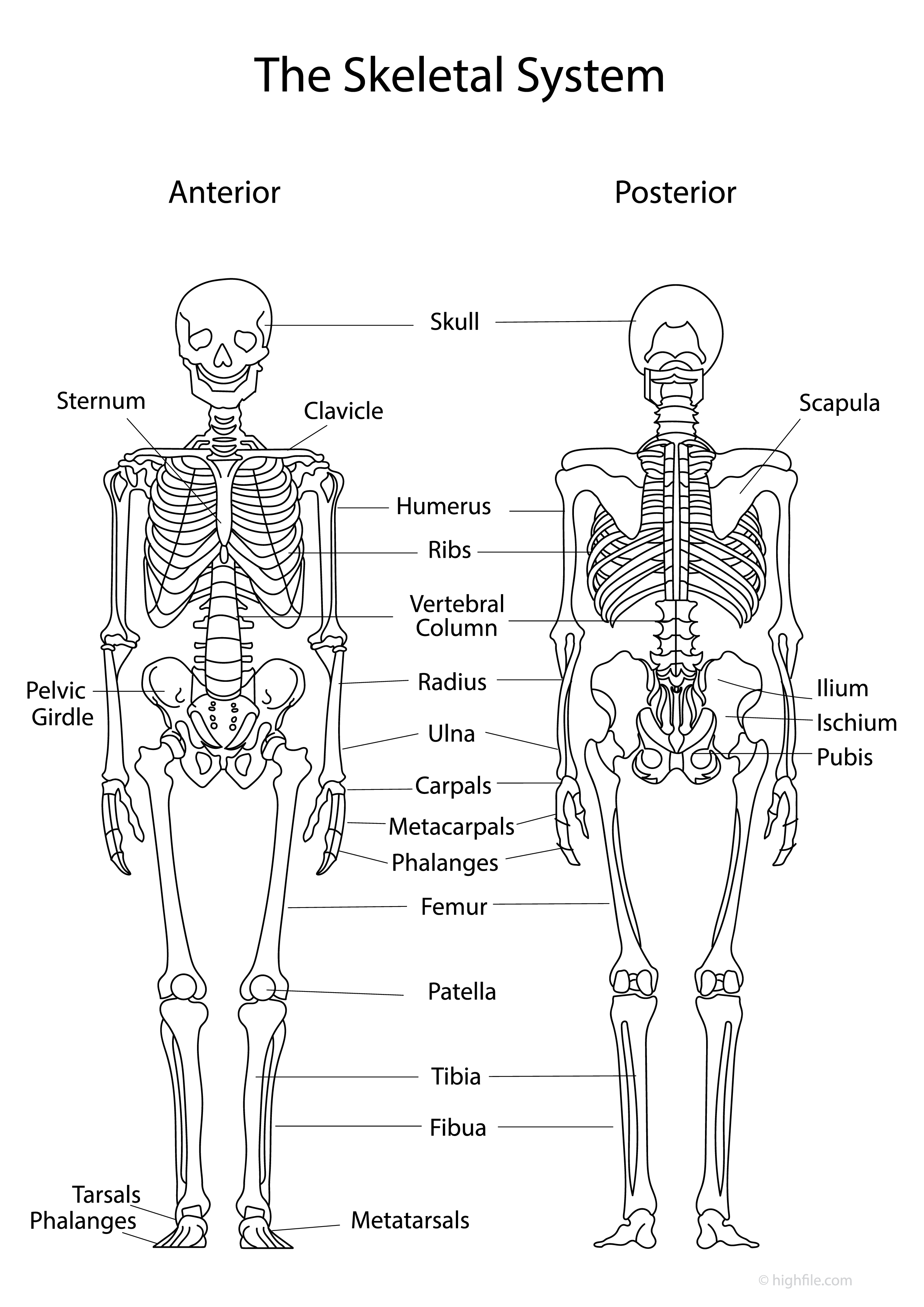 Human Body Anatomy Skeleton Diagram - PDF - Highfile