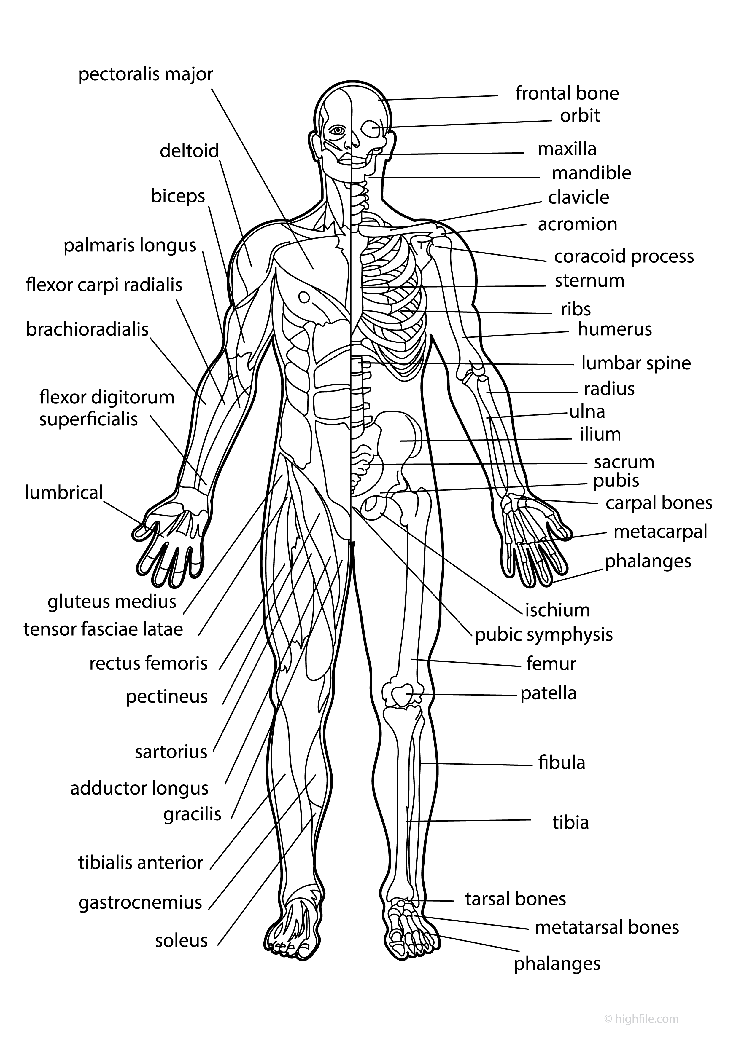 Human Body Organ Diagram Labeled Printable Diagram Human Body