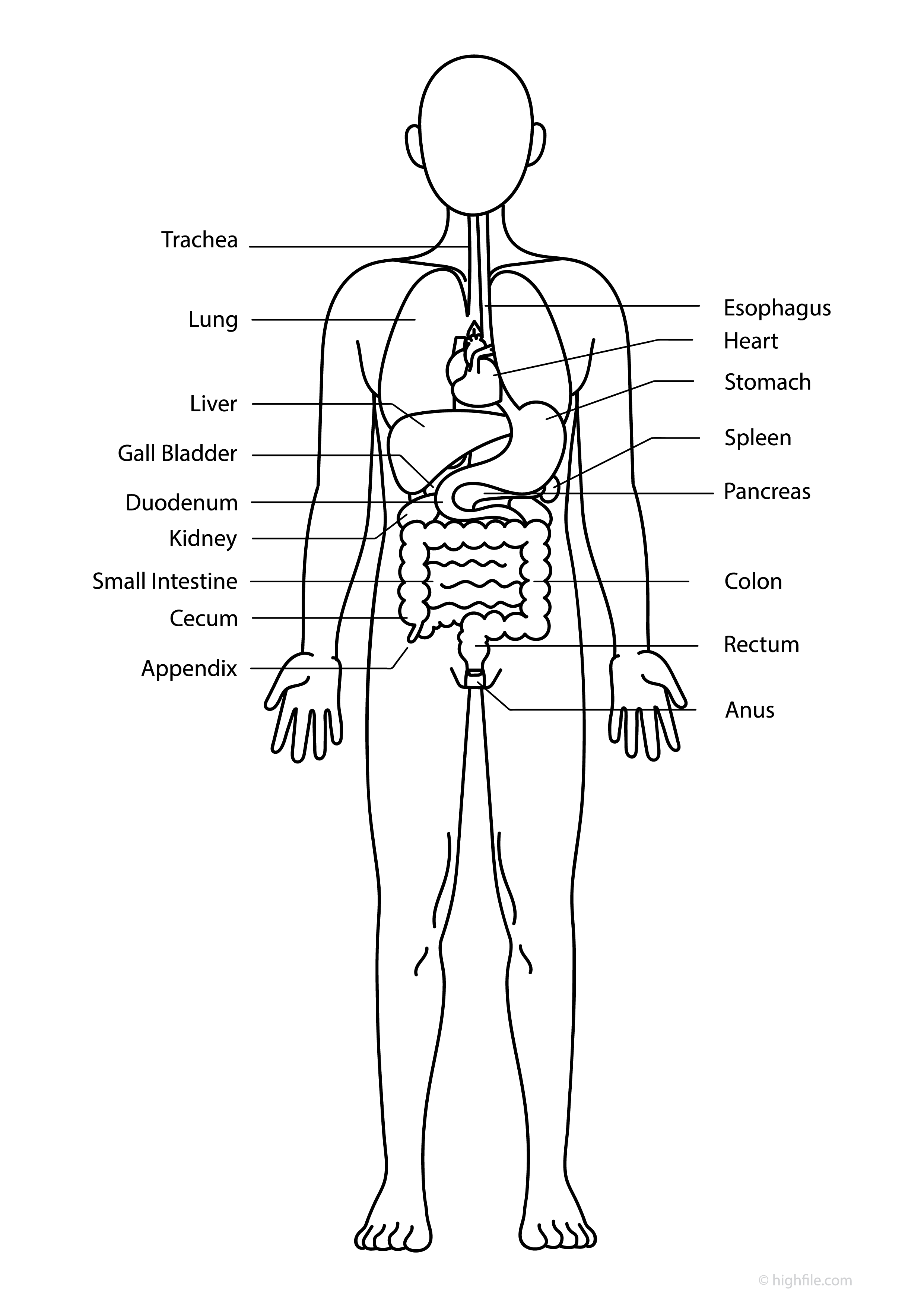 Human Internal Organs Diagram - PDF - Highfile